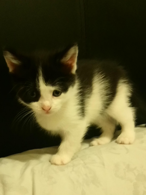 Suki and Sam Need a Home – Kittens for Rehoming | North County Dublin SPCA