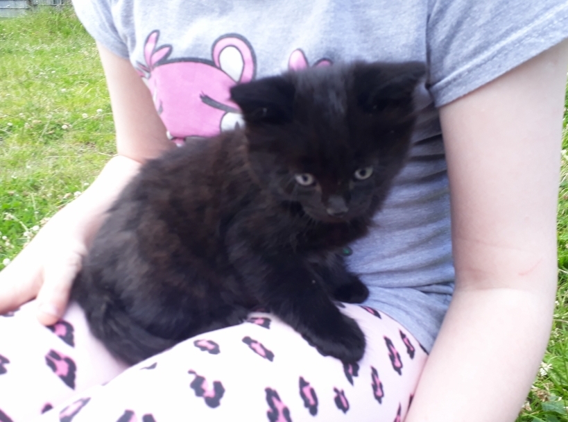 Rehoming | North County Dublin SPCA